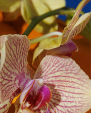 A Gift of Radiance – Glasshouse Fragrances Australia